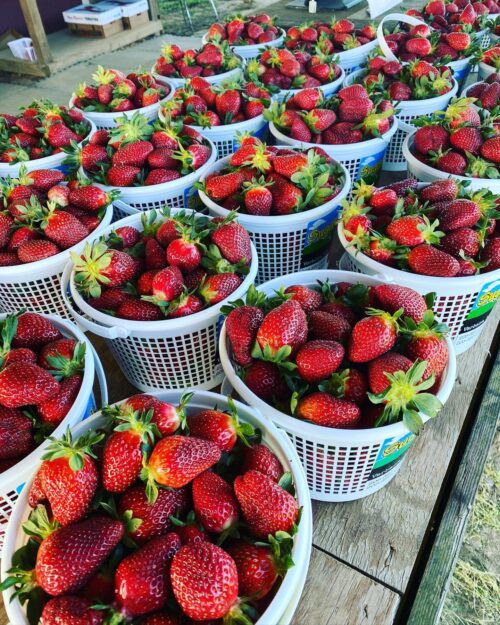 Alabama strawberries are coming into season - SoulGrown