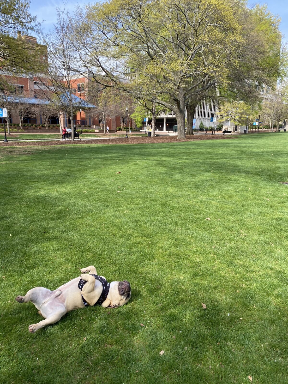 How To Spend A Dog friendly Day In Huntsville SoulGrown How To Spend A Dog friendly Day In Huntsville SoulGrown