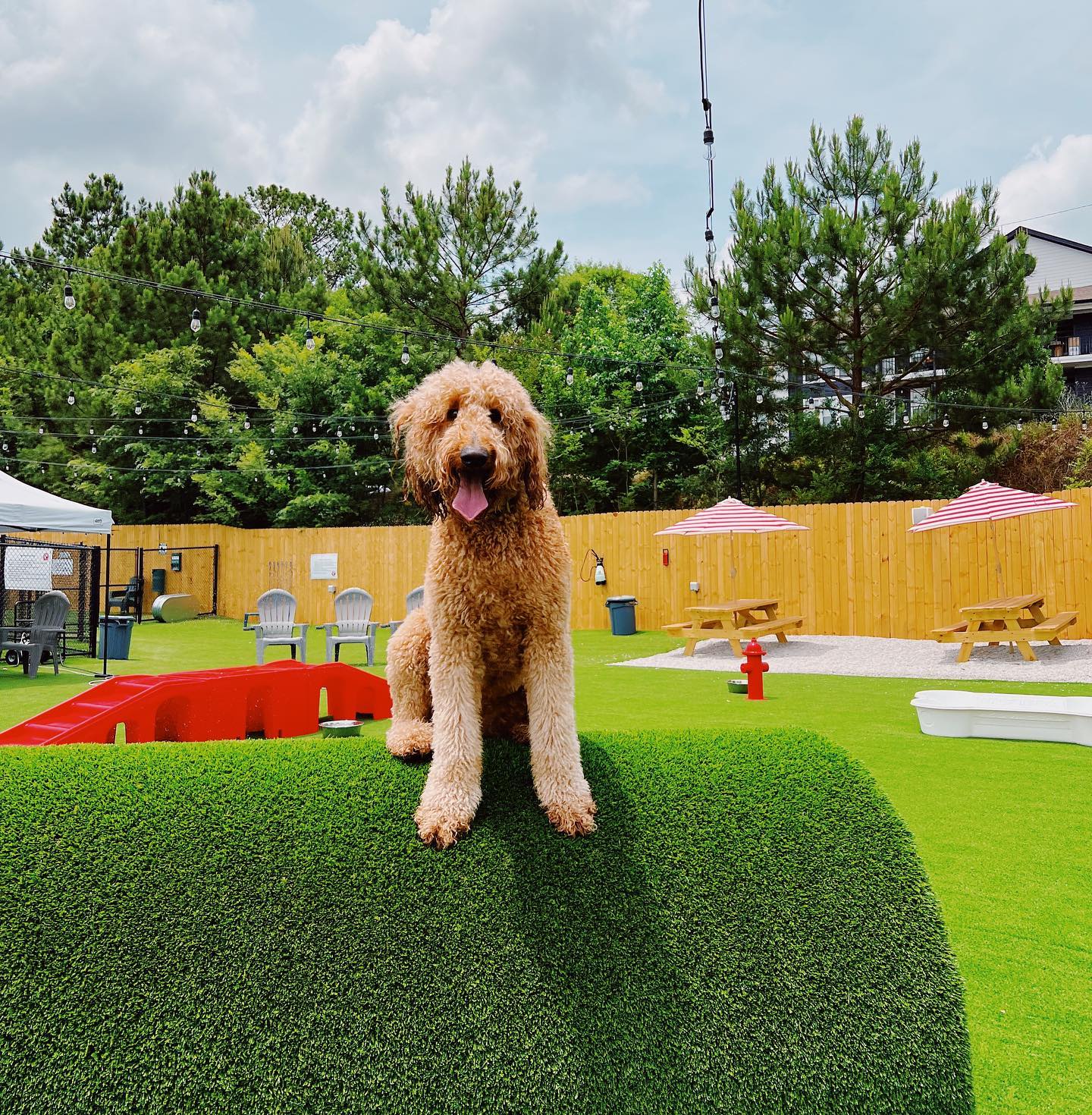 New Dog Park And Bar Concept Brings Pup friendly Entertainment To new-dog-park-and-bar-concept-brings-pup-friendly-entertainment-to