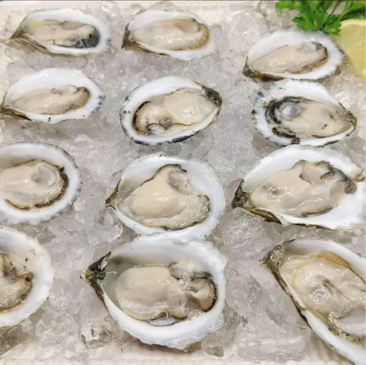 Admiral Shellfish Company grows prime oysters in south Alabama