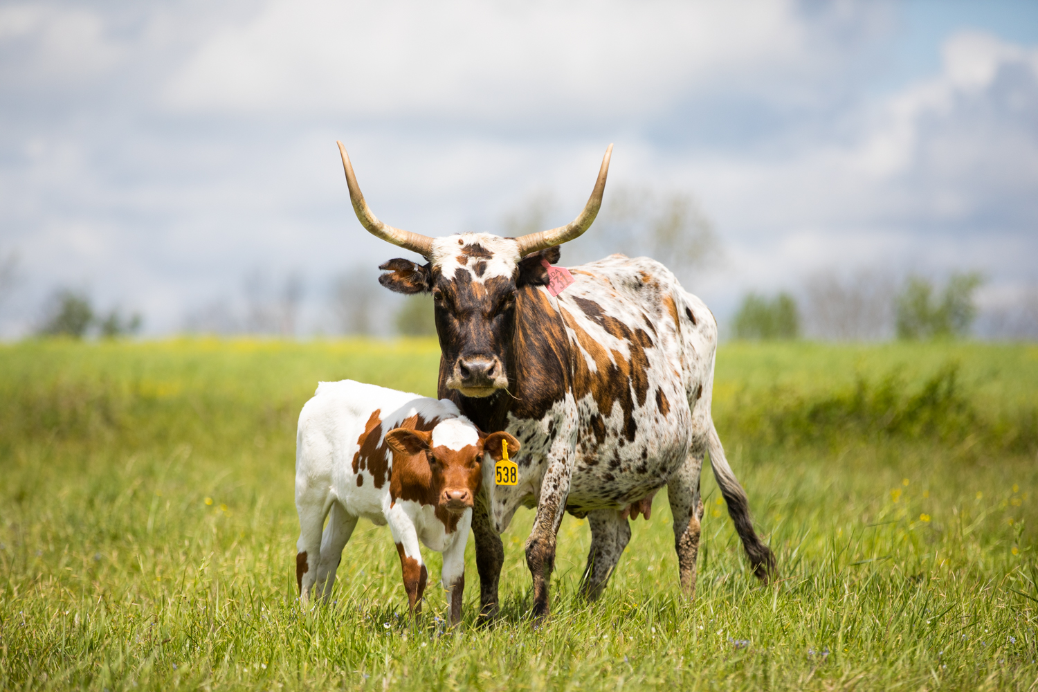 Nice to meat you: Alabama farms are a grill's delight