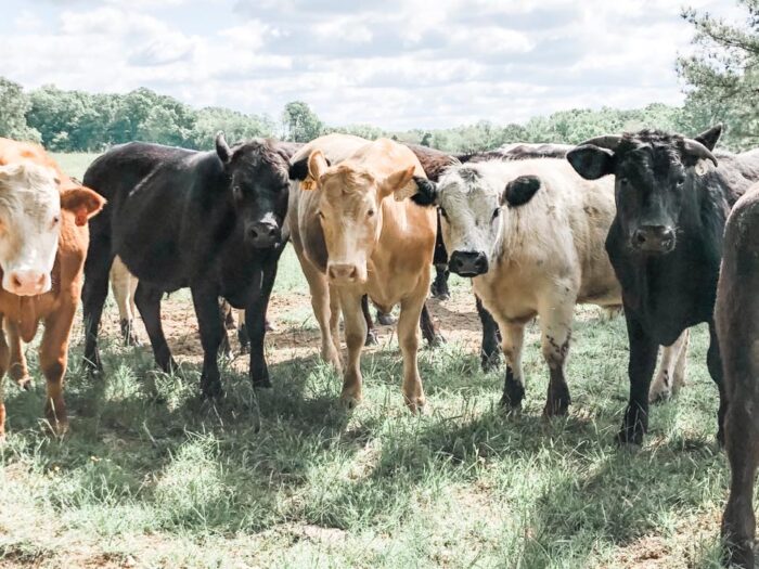 Nice to meat you: Alabama farms are a grill's delight