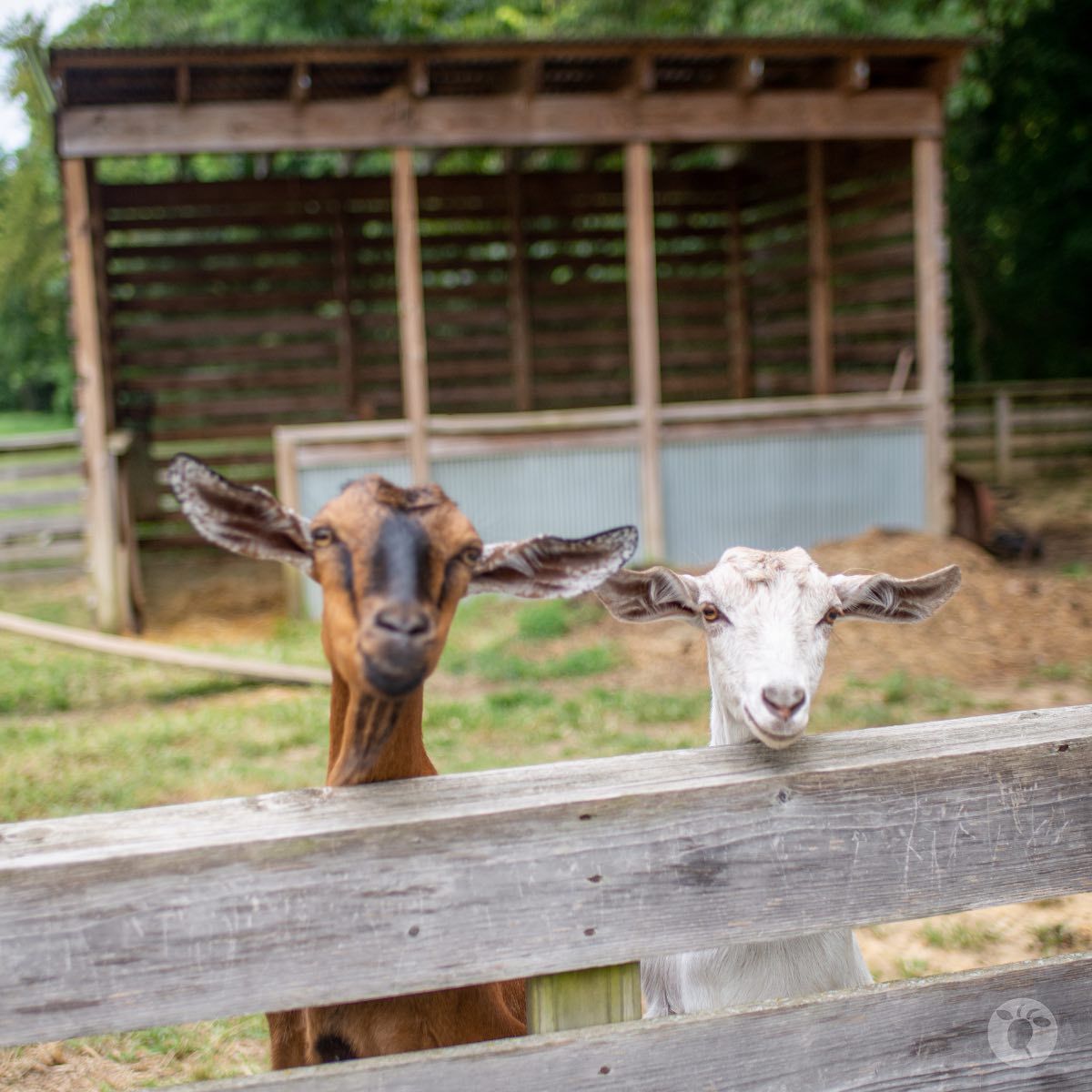 3 Alabama cheese makers bringing dairy to doorsteps across the state