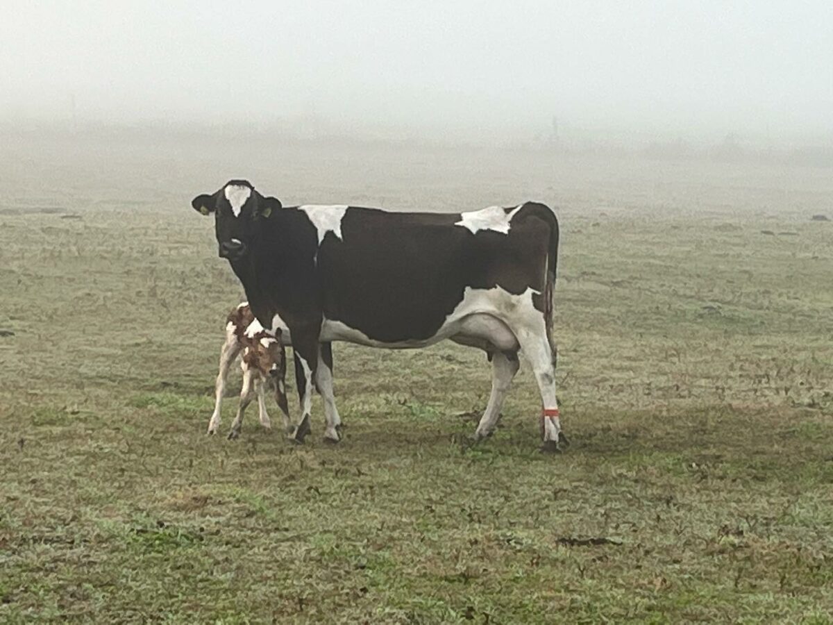 3 Alabama cheese makers bringing dairy to doorsteps across the state