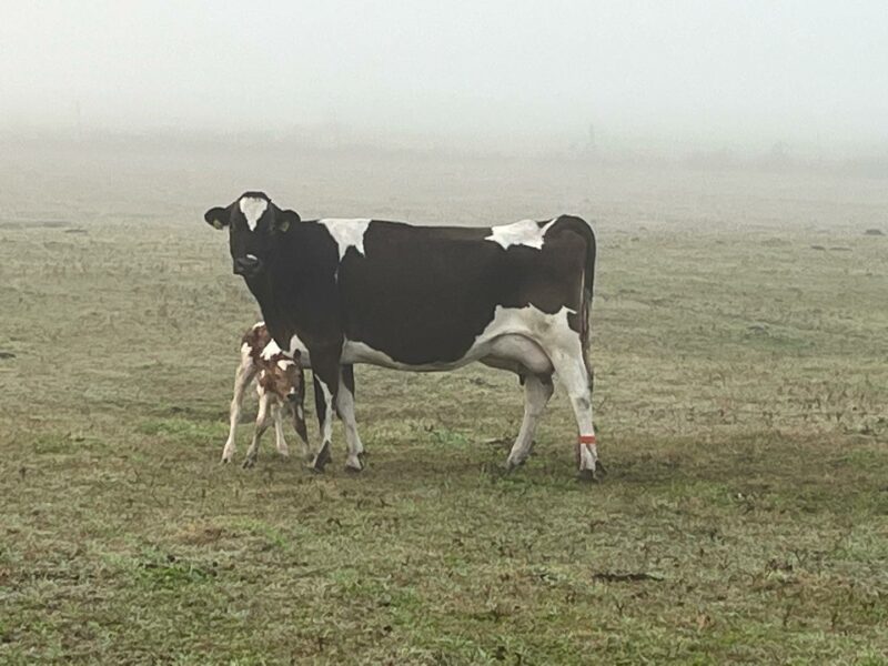 3 Alabama cheese makers bringing dairy to doorsteps across the state