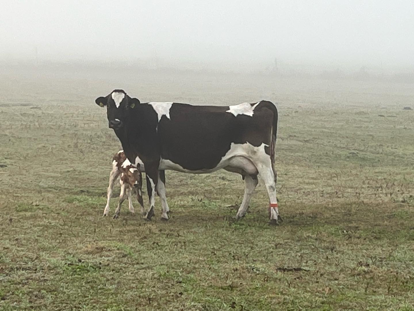 3 Alabama cheese makers bringing dairy to doorsteps across the state