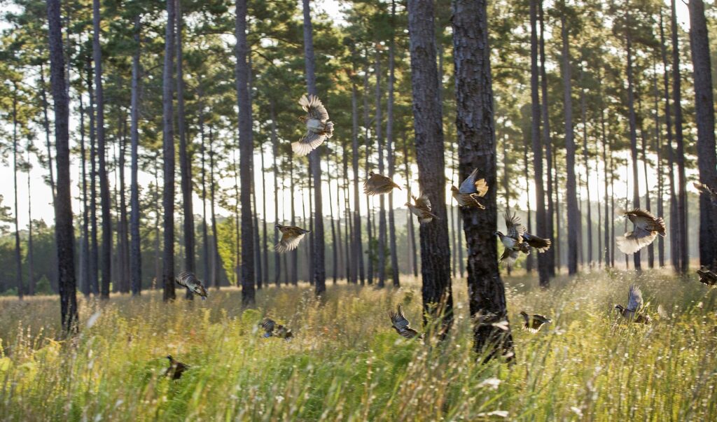 Conservation in Alabama Working to Restore Grasslands